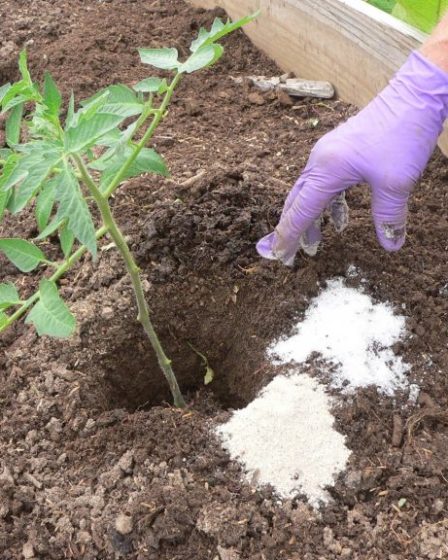 Best Ways To Use Epsom Salt In The Garden – Tipy Pro Zdravi