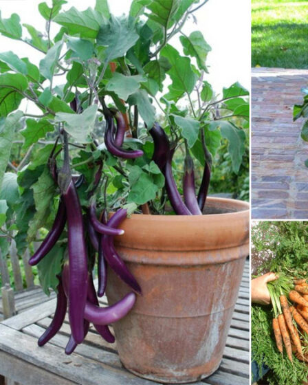 10 Most Productive Vegetables To Grow In Pots – Tipy Pro Zdravi