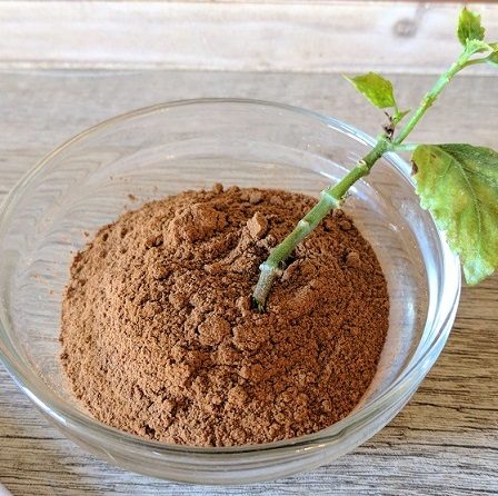 6 Mind Blowing Reasons Why You Should Sprinkle Cinnamon on Your Plants ...