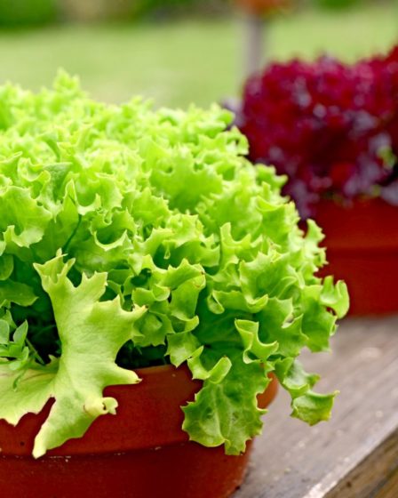 These Are 10 Of The Most Productive Vegetables To Grow In Pots – Tipy ...