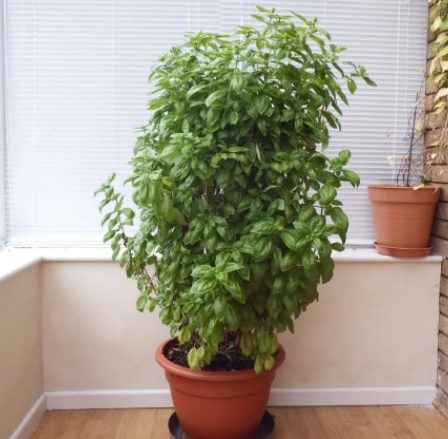 Guide how to Prune Basil for Big, Bushy Basil Plants (With Photos ...